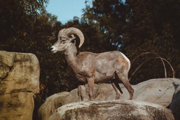 5 Aries Spirit Animals that Embody the Sign - Zodiac City