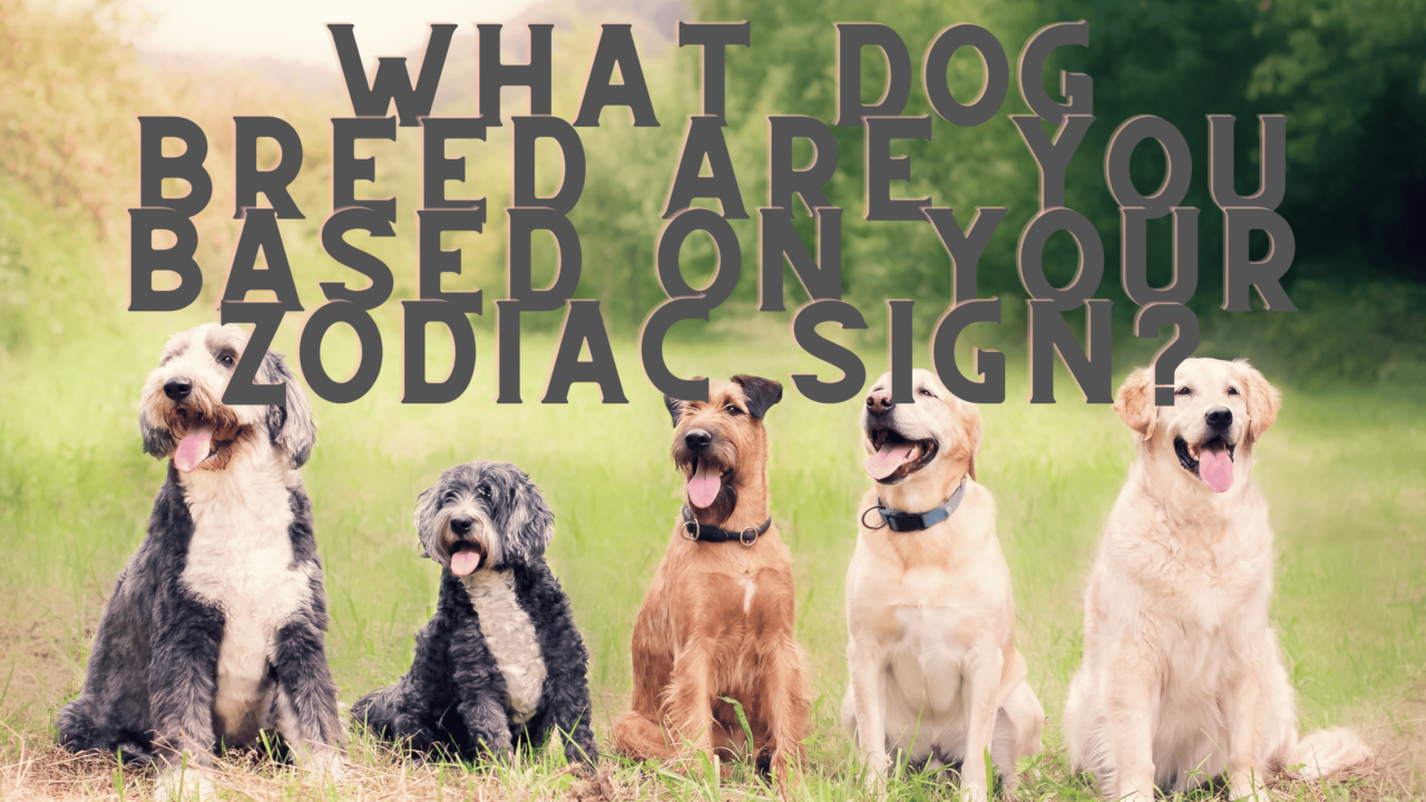 Zodiac Signs as Dog Breeds - Zodiac City